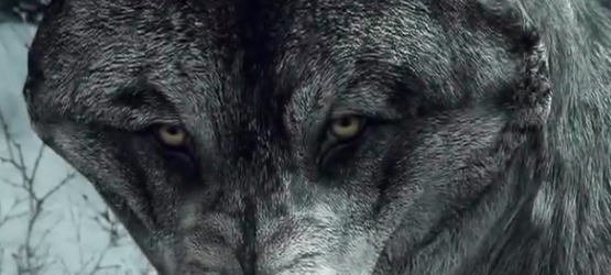 Call of Duty: Ghosts Getting Paid Wolf Killstreak Skin DLC on PS3 and ...